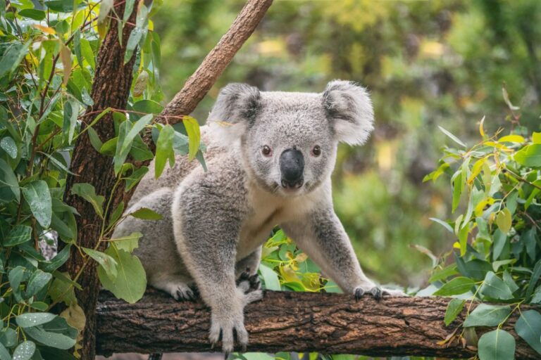 Australian Customs Rules | PACK & SEND